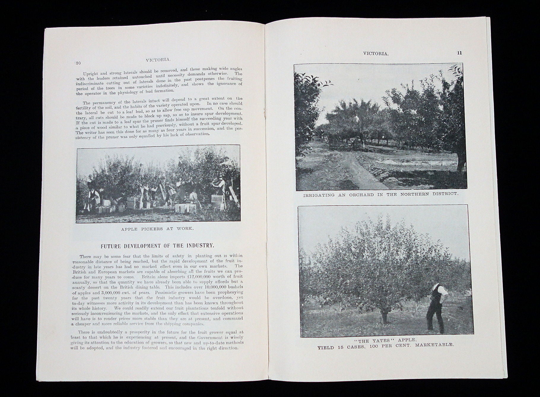 Fruit Growing in Victoria | Patrick Joseph Carmody
